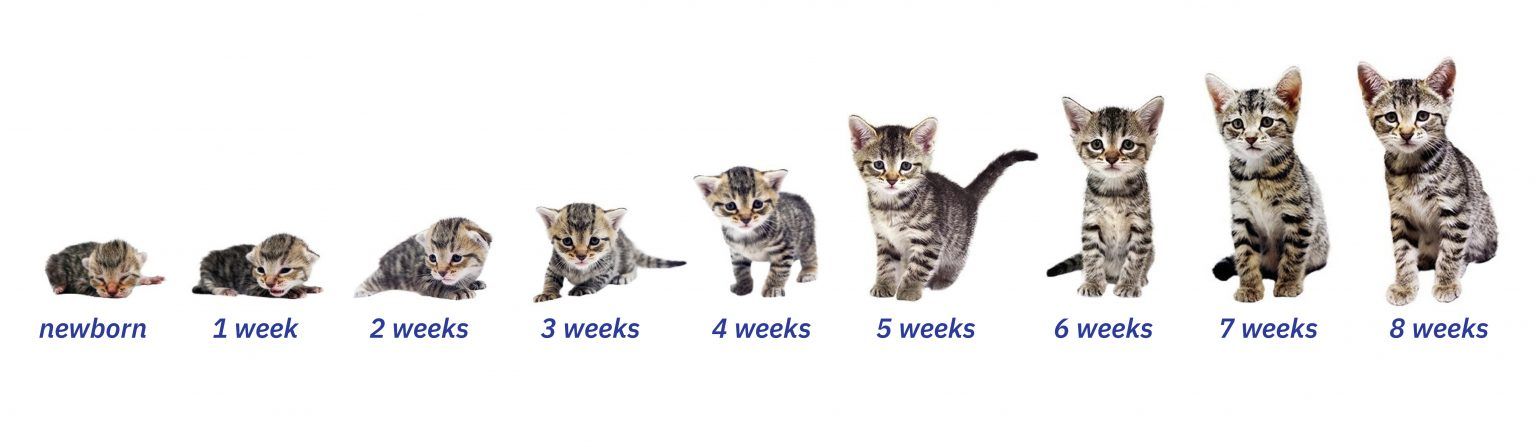 Found Cats and Kittens: What should I do if I find a kitten/s younger ...