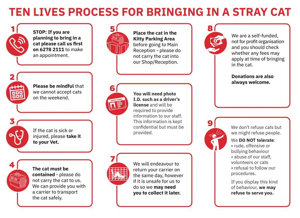 Bringing a Stray Cat into Ten Lives - Ten Lives