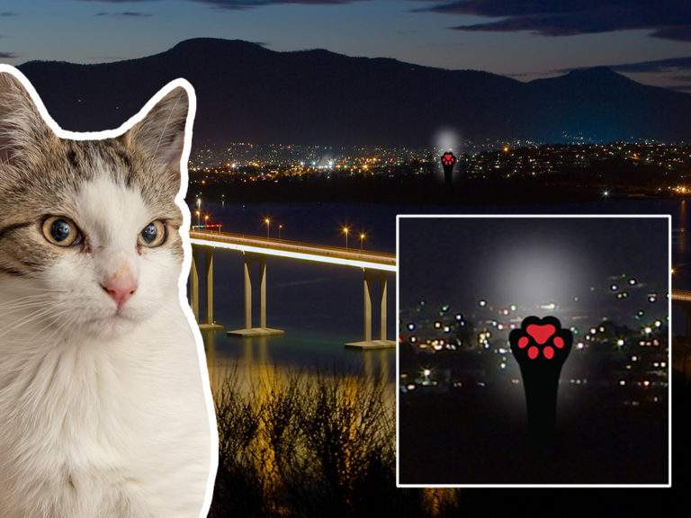 Outrage Over ‘Inverted’ Paw Sparks Controversy In Hobart Cat Community ...