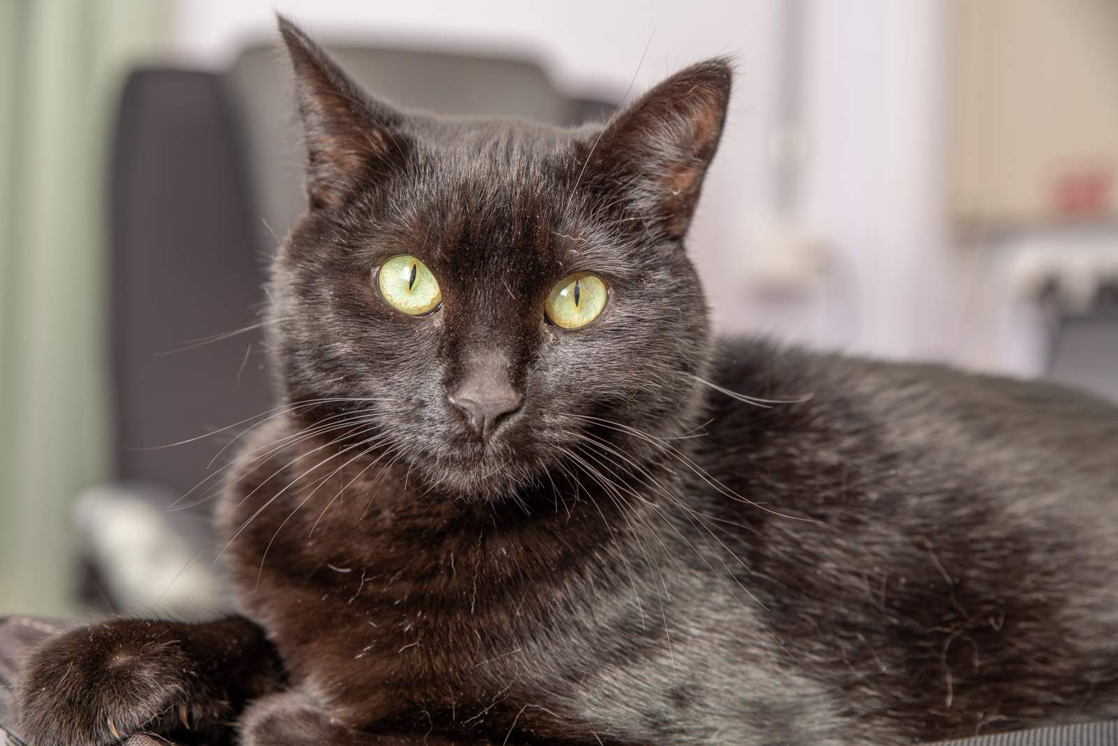 What Happens To Bad Cats Like Sam - Ten Lives