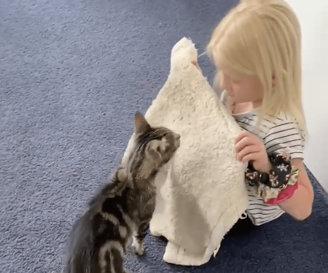 Video: Miracle Reunion, Hobart Cat Missing For A Year - Ten Lives