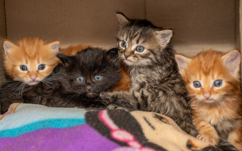 Adopt Schroeder - Ten Lives