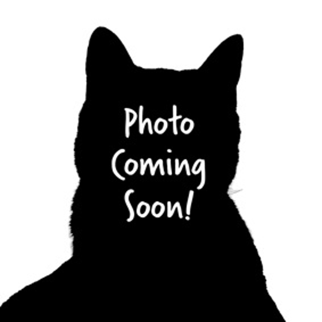 Adopt Francesca - Ten Lives