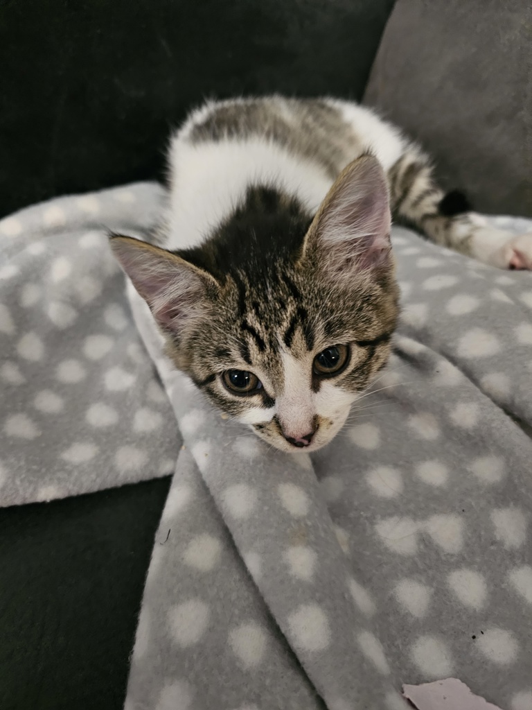 Adopt Cottontail - Ten Lives