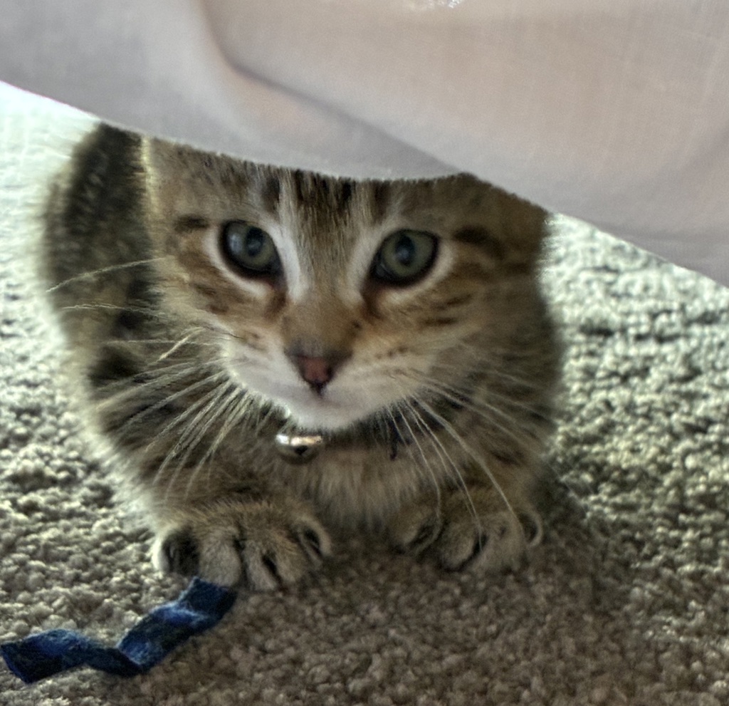 Adopt Hubert - Ten Lives